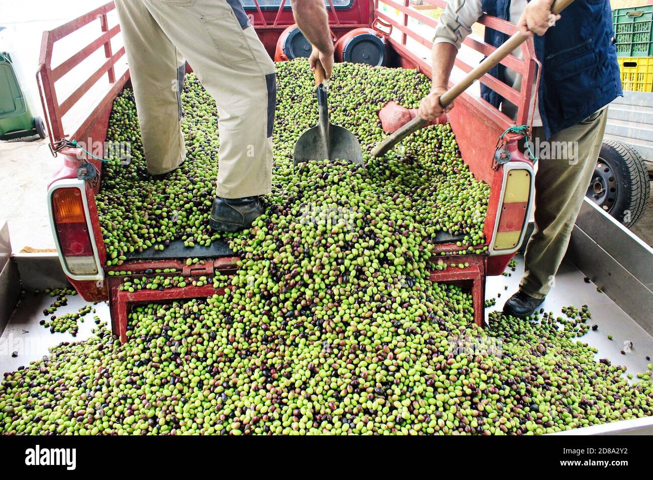 Harvested olives unloaded from truck to the press hopper in olive oil ...