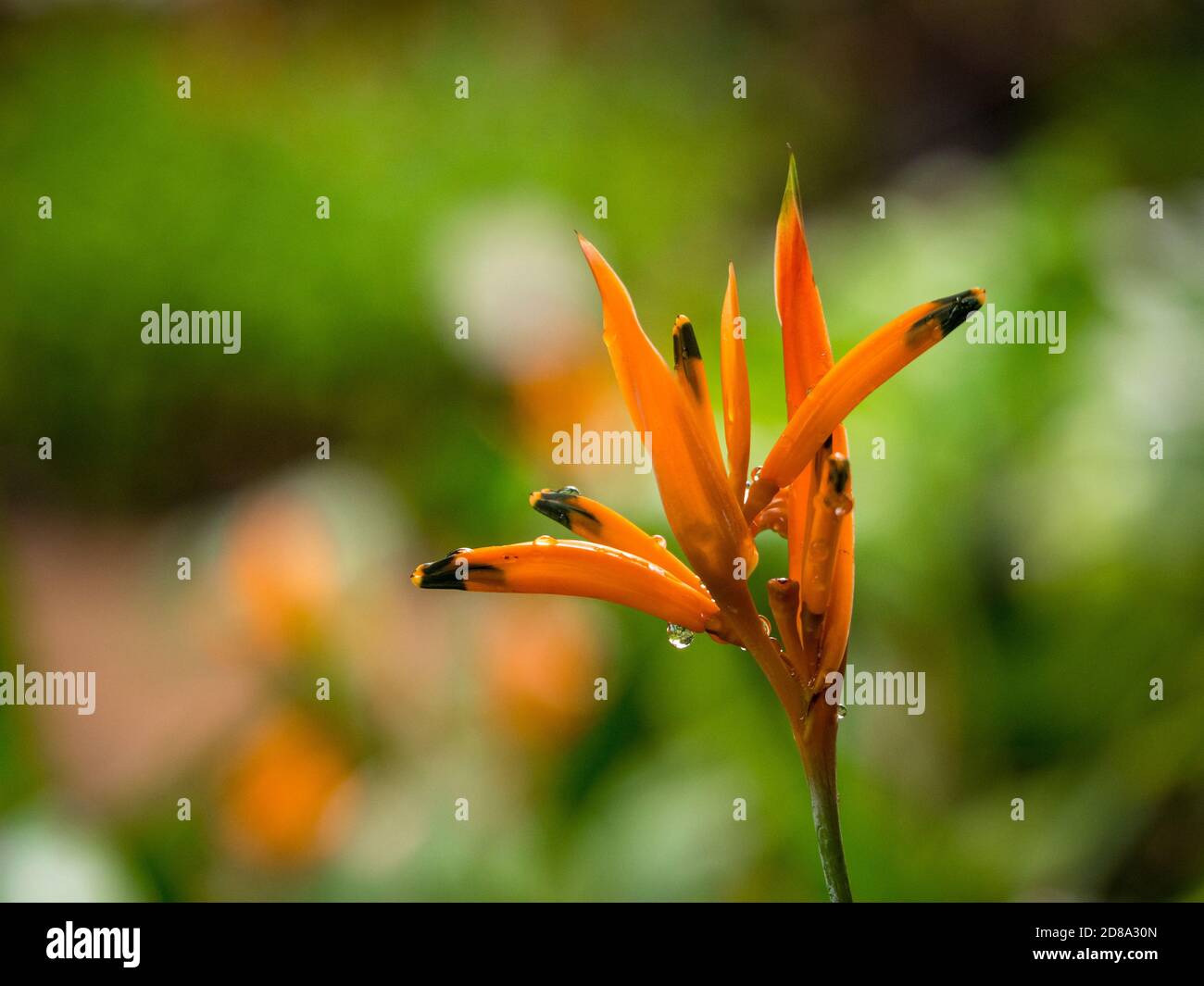 Orange Flower Known as Parrot's Beak, Parakeet Flower, Parrot's Stock ...