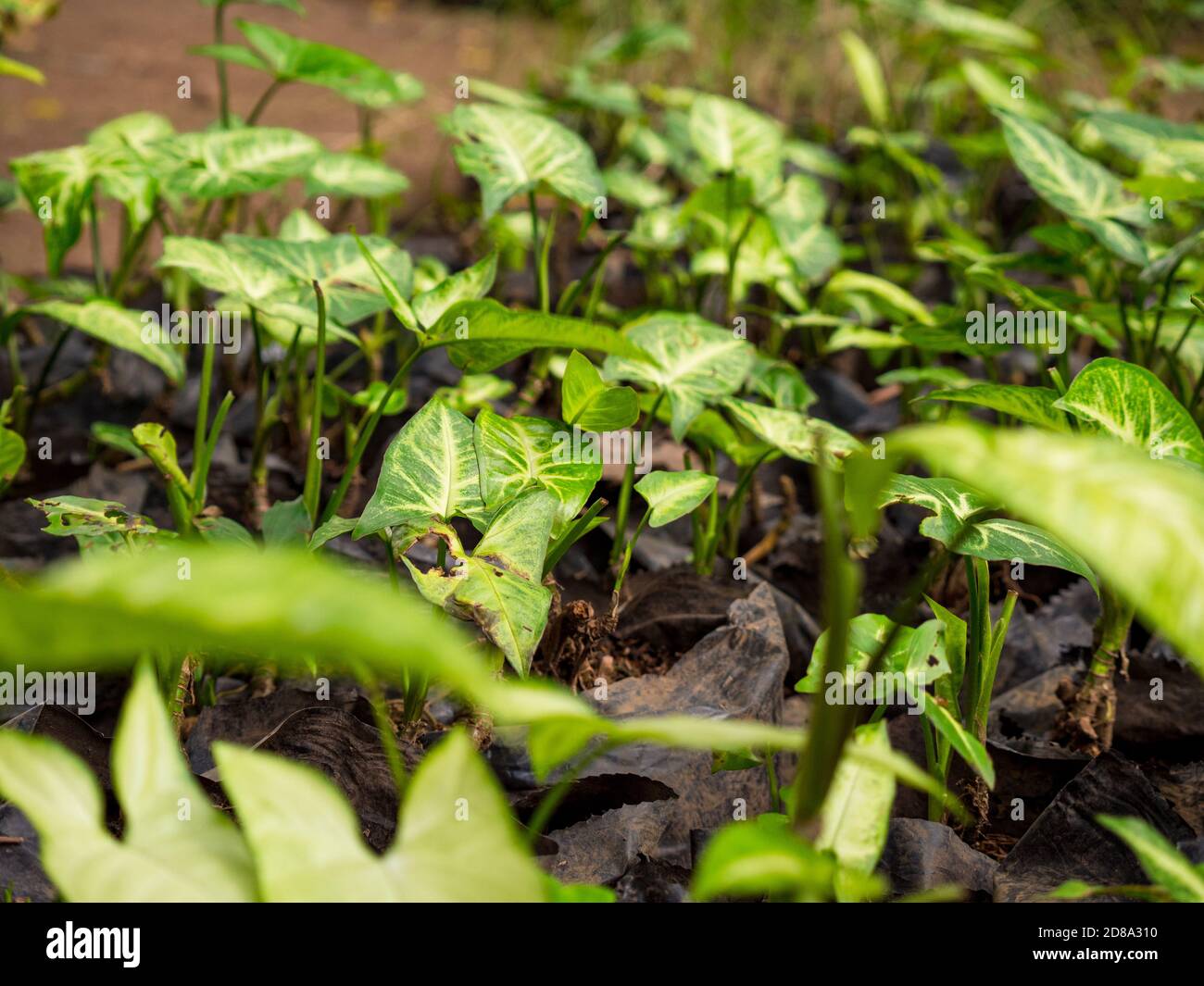 Large Leaves of Syngonium podophyllum in the Botanical Garden Stock ...