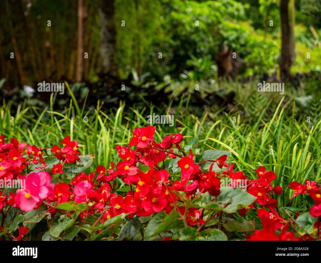 Wax begonias hi-res stock photography and images - Alamy