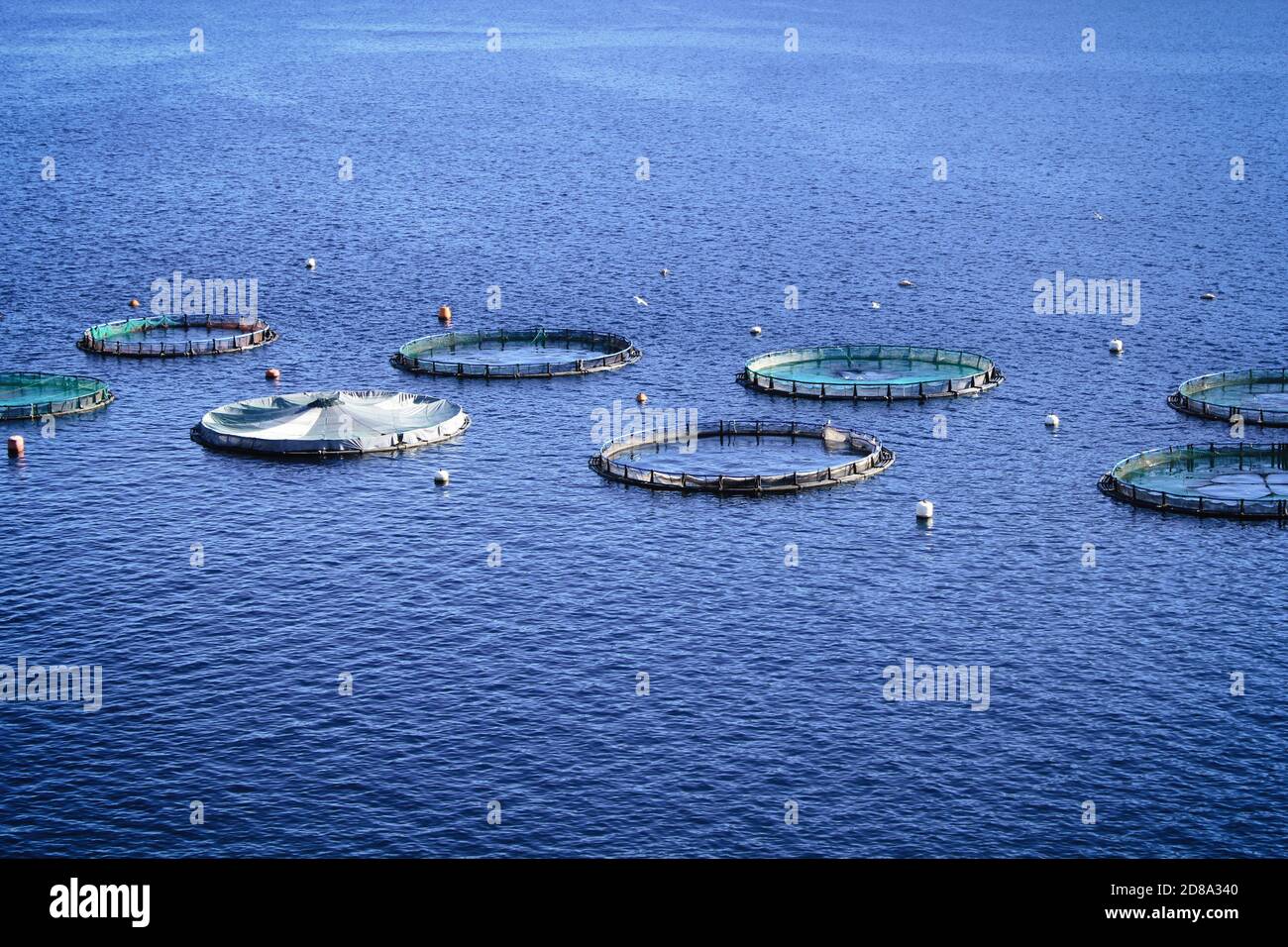 Aquaculture settlement, fish farm with floating circle cages around bay ...