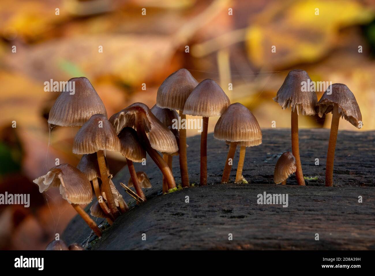 Fungus growth in forest, Suffolk, UK Stock Photo - Alamy