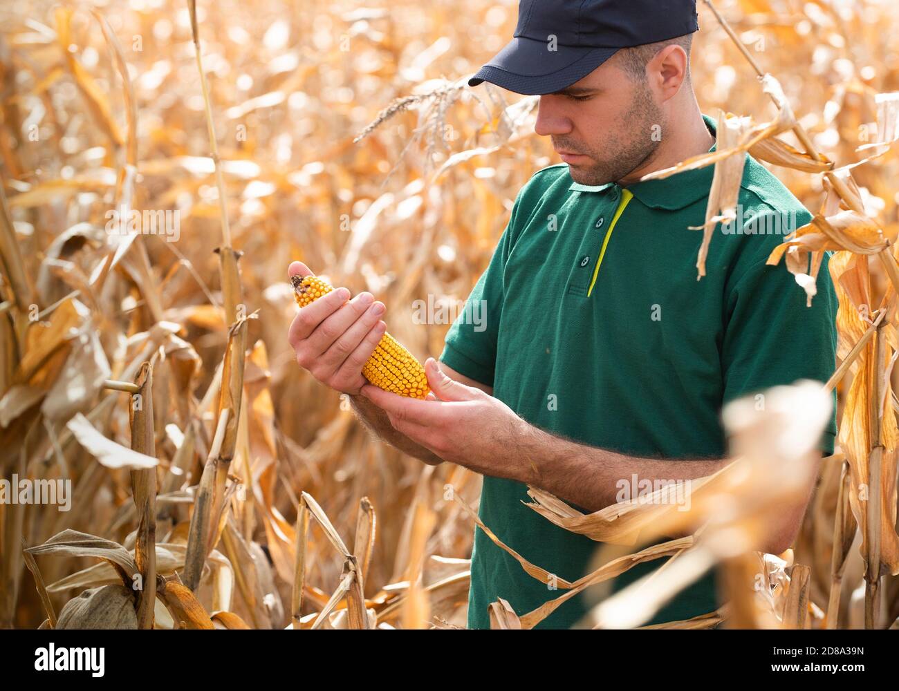 Farmer inspecting maize corncob on the field with hands Stock Photo - Alamy