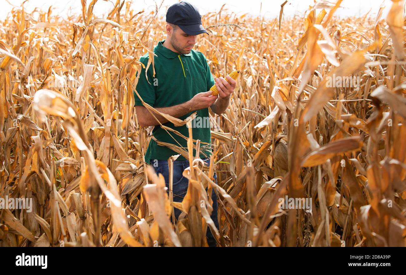 Farmer inspecting maize corncob on the field with hands Stock Photo - Alamy