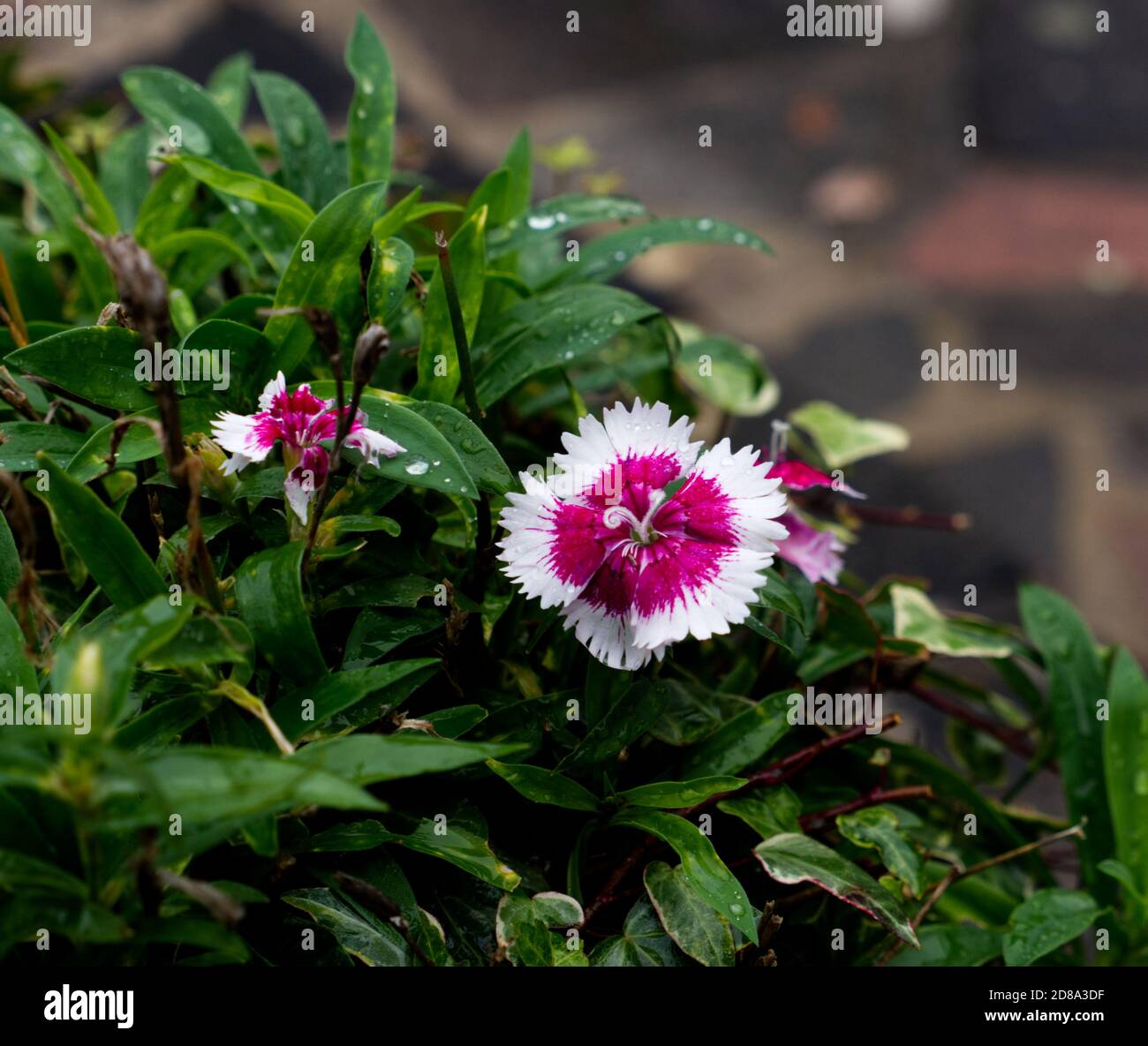 Sweet William. DIanthus Barbatus. Pink & White delicate flowerhead ...