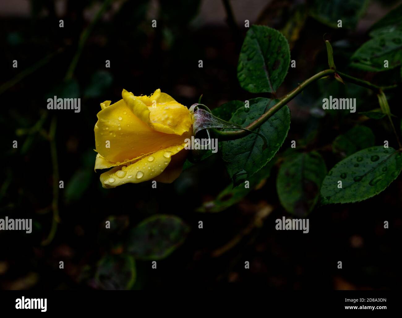 Rose With Thorns High Resolution Stock Photography and Images - Alamy