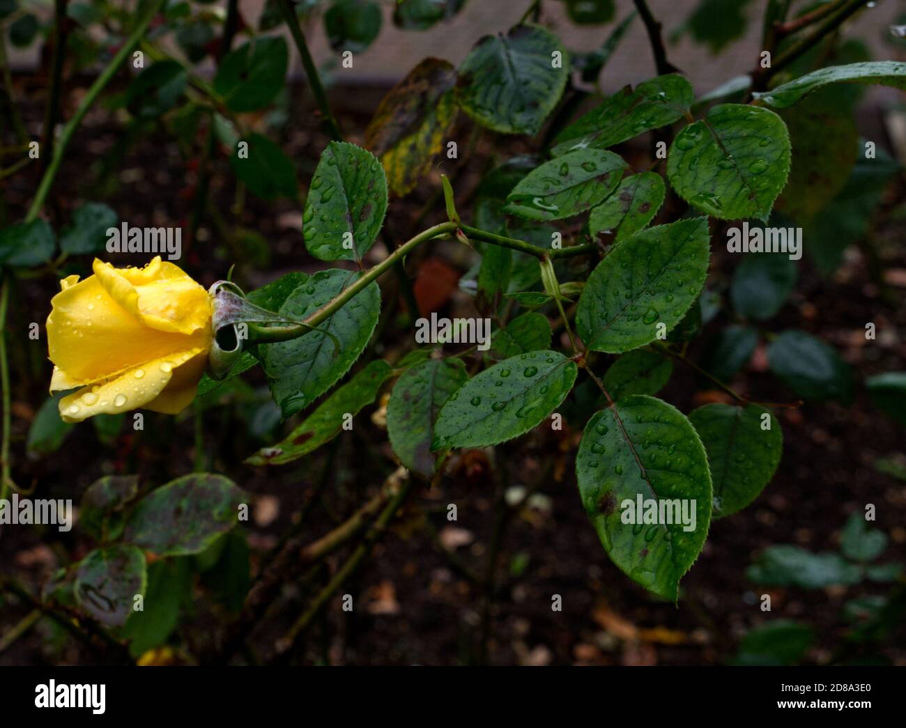 Rose With Thorns High Resolution Stock Photography and Images - Alamy