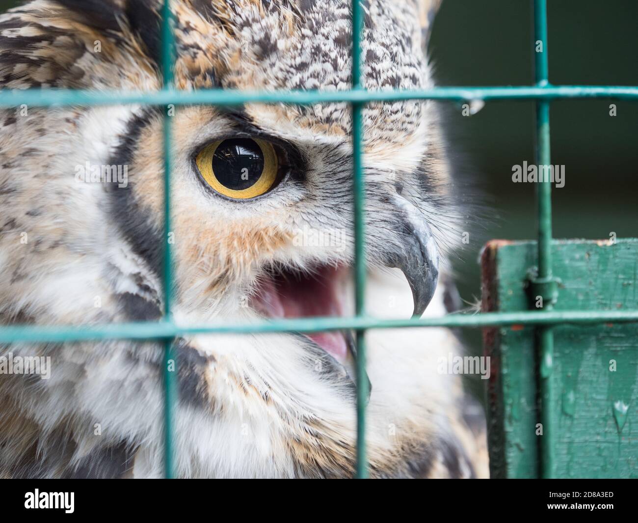 Owl with beak open hi-res stock photography and images - Alamy
