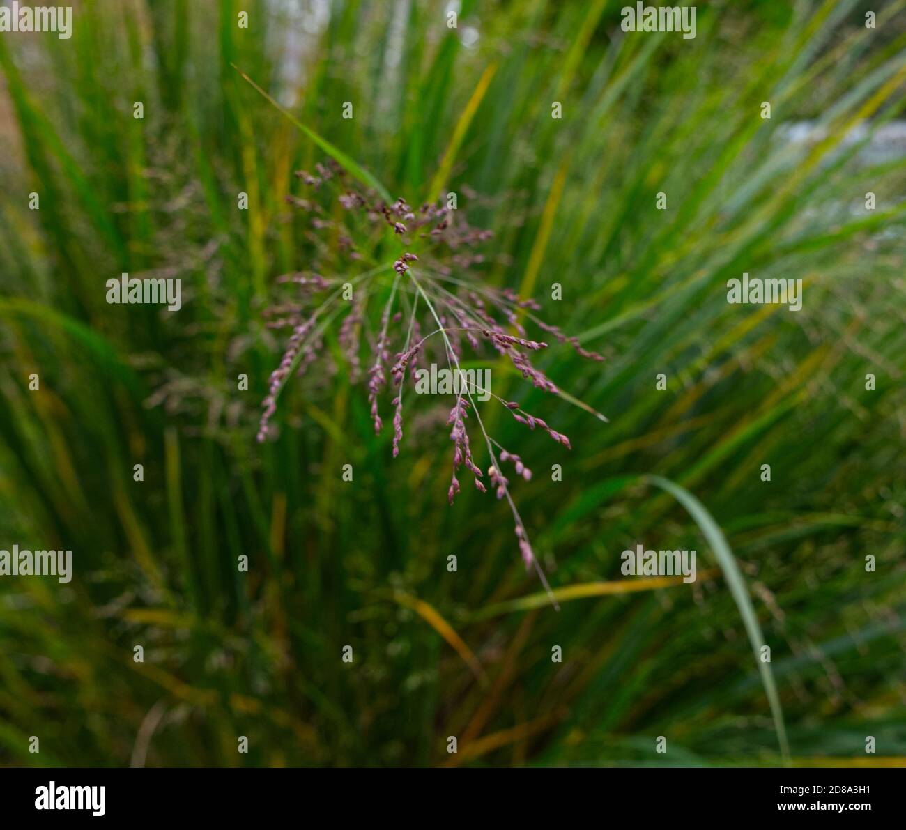 Ridged manna grass hi-res stock photography and images - Alamy