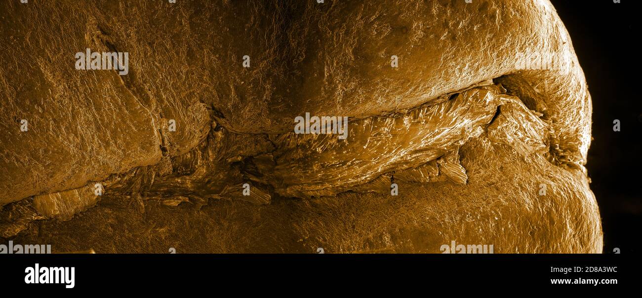 Medium roasted coffee bean imaged by scanning electrom microscope Stock ...