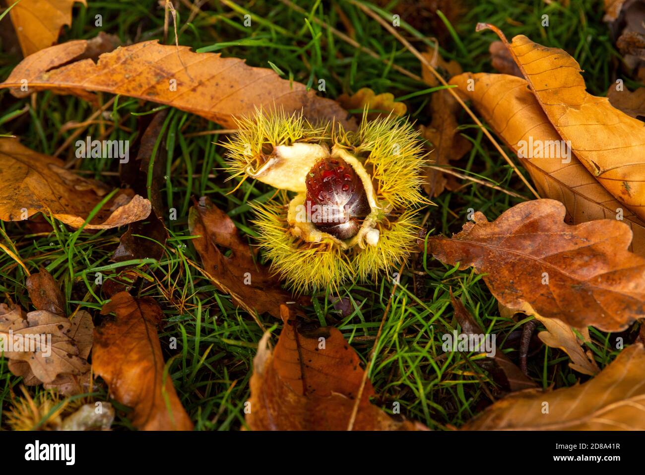 Horse Chestnut (conker) on the ground at Wollaton Hall & Deer Park ...