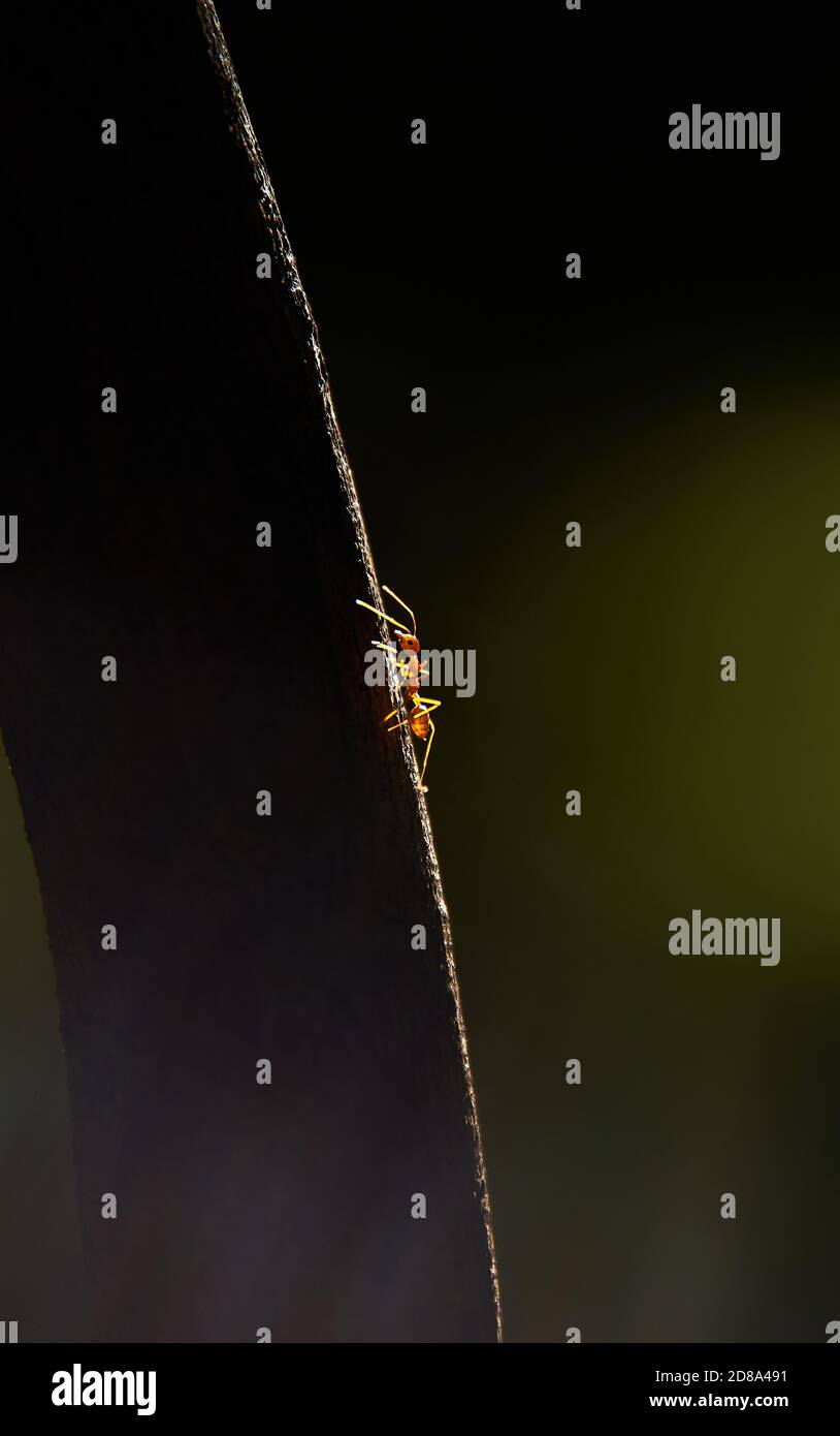 The ant climbing on the tree trunk Stock Photo - Alamy