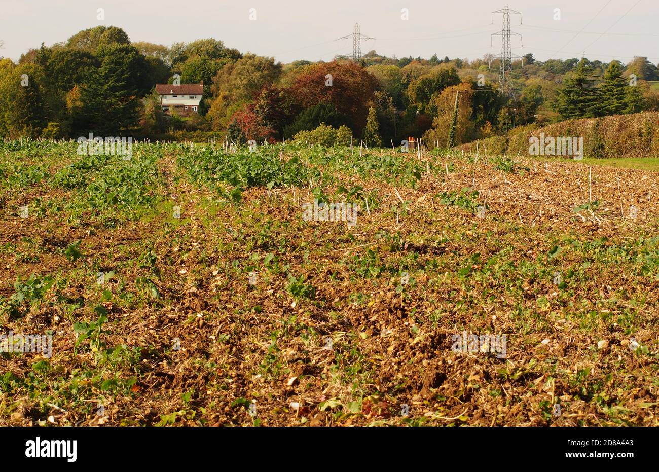 A low down view looking over a harvested autumn field with a house in ...