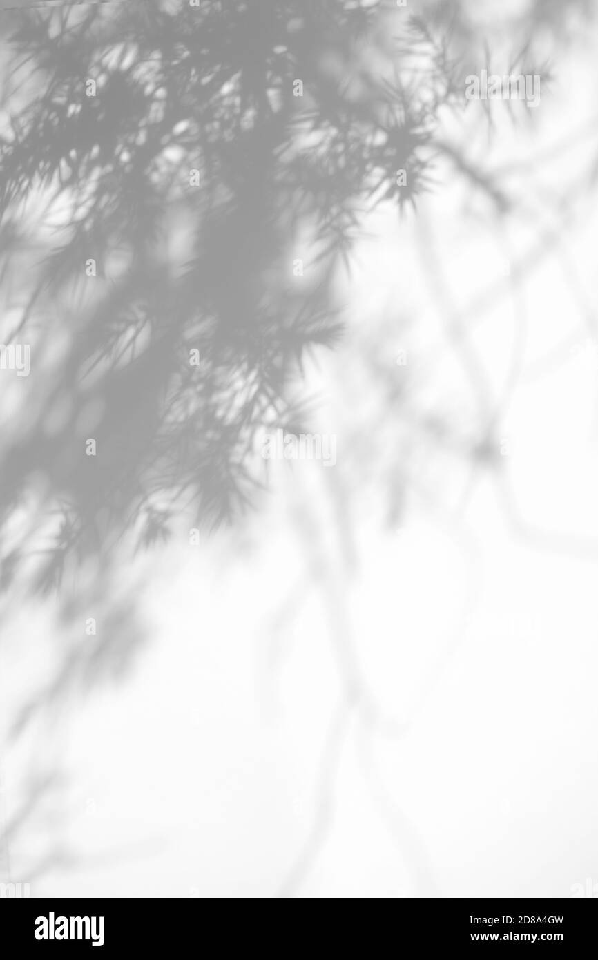 shadows of fir tree branches on a white wall Stock Photo - Alamy