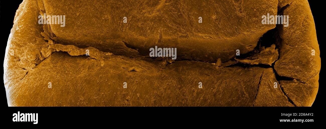 Medium roasted coffee bean imaged by scanning electrom microscope Stock ...