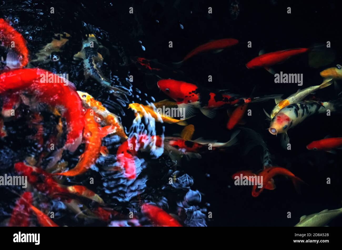 Koi in the pool Stock Photo - Alamy