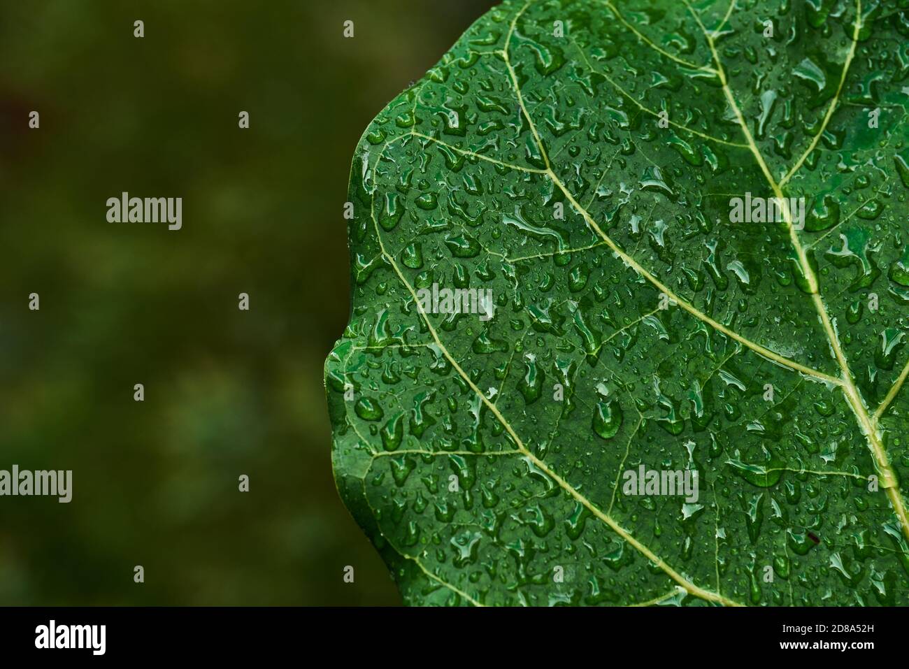 Chaya leaf hi-res stock photography and images - Alamy