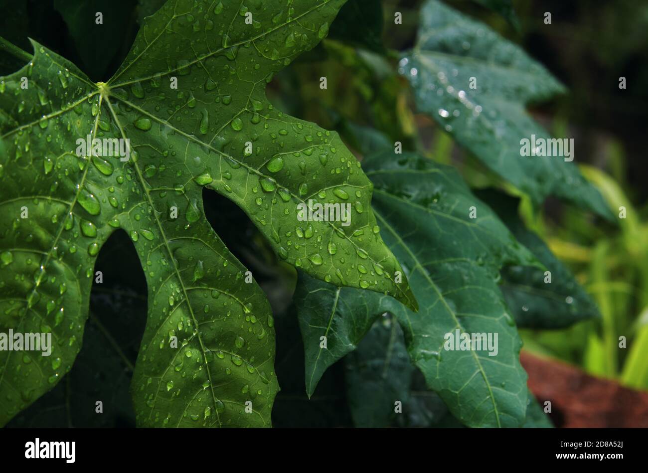 Chaya leaf hi-res stock photography and images - Alamy