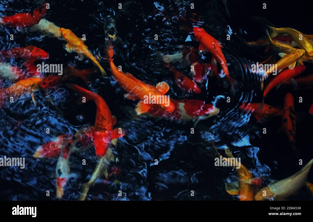 Koi in the pool Stock Photo - Alamy