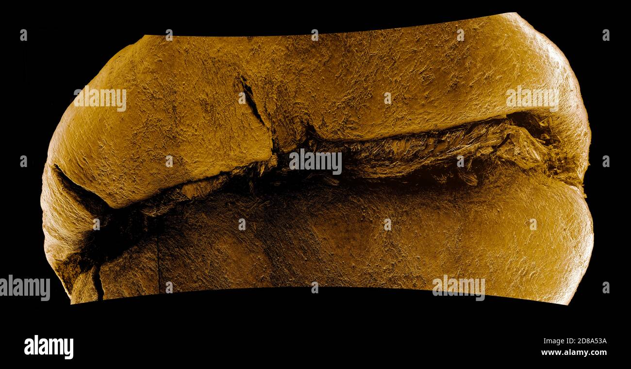 Medium roasted coffee bean imaged by scanning electrom microscope Stock ...