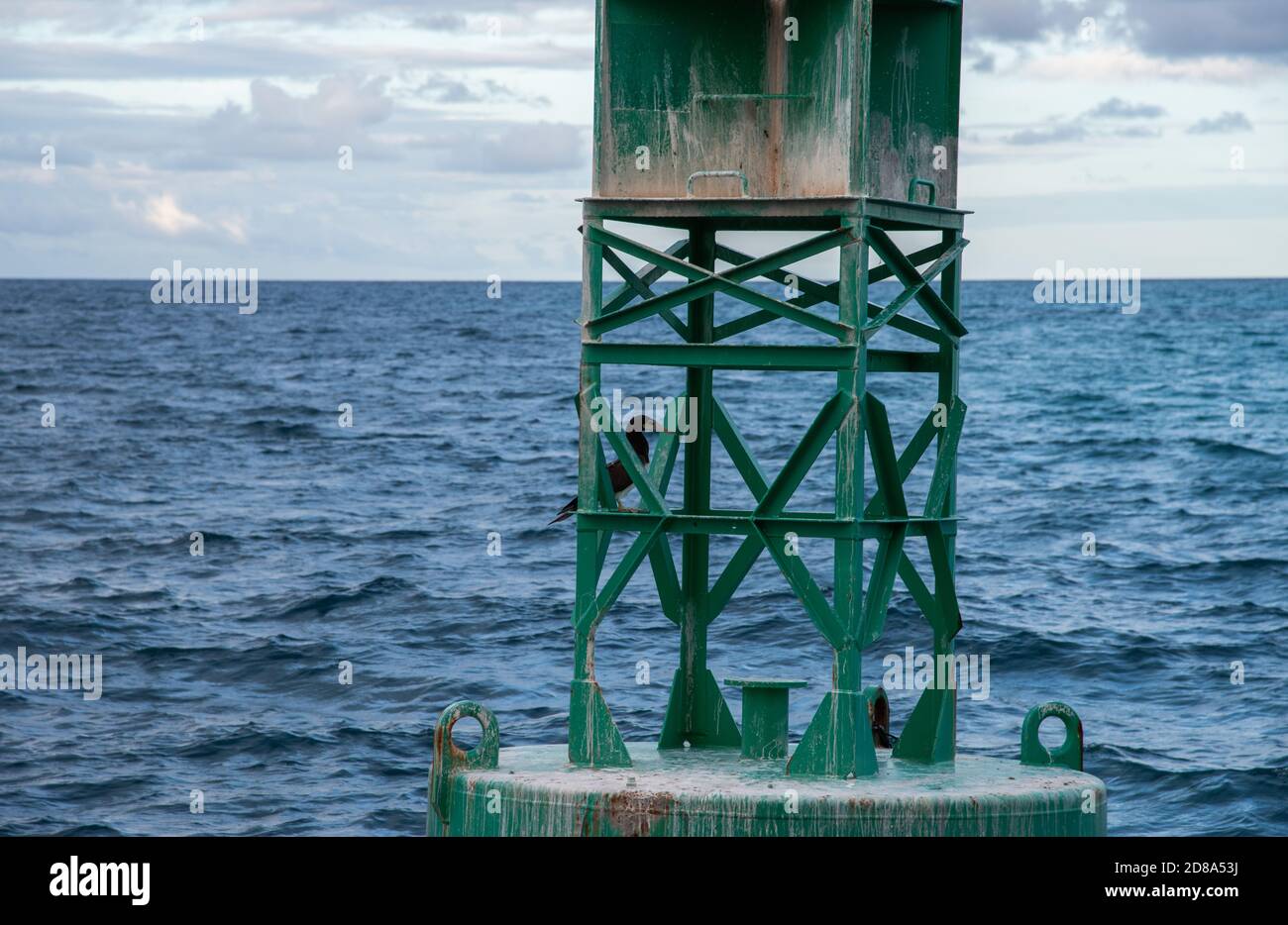 Green buoy, with brown booby sea bird, floating in the Caribbean Sea at ...