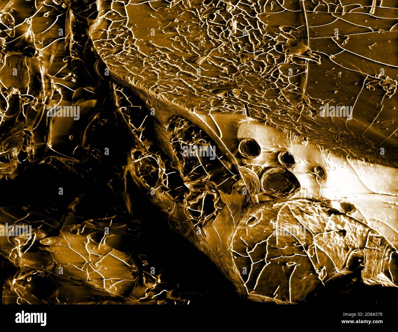 Medium roasted coffee bean imaged by scanning electrom microscope Stock ...