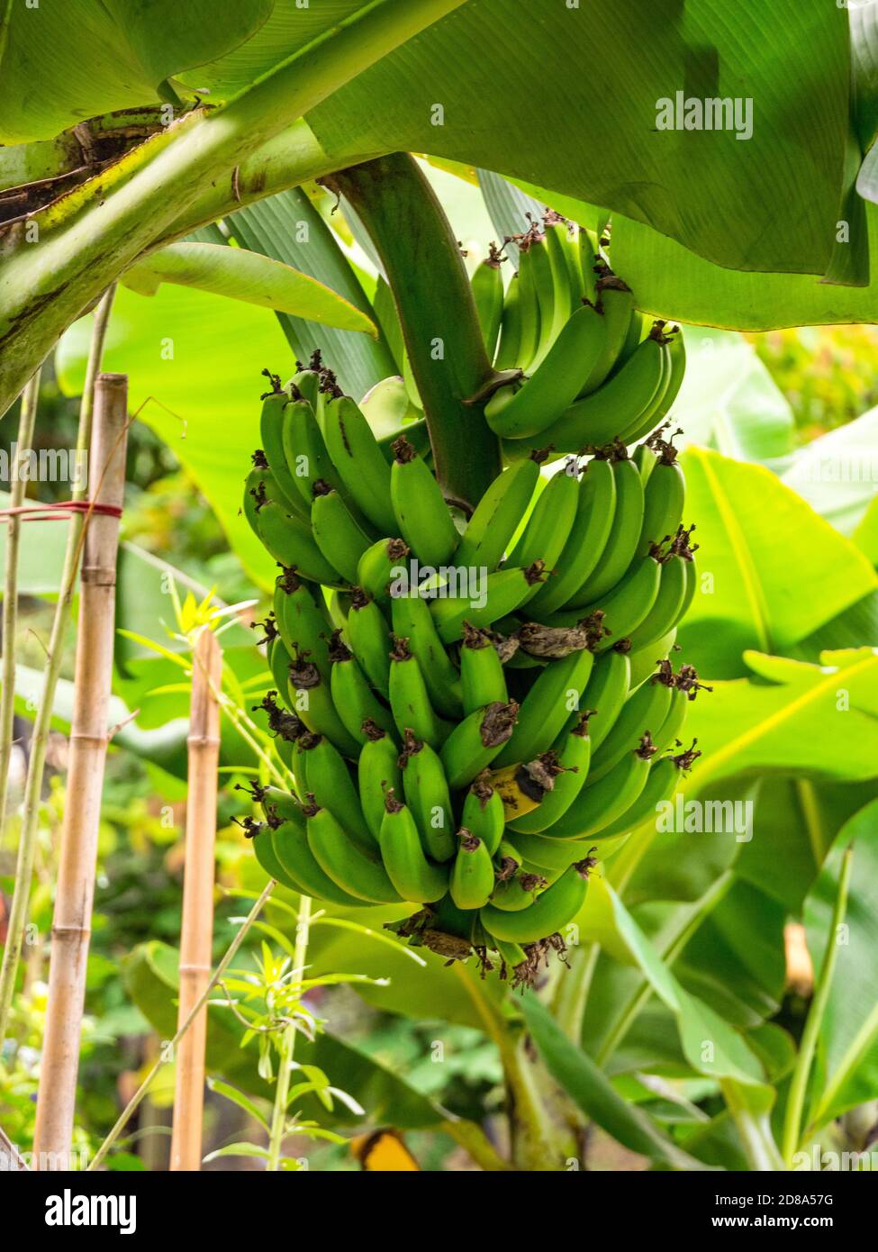 Banana Tree (Musa acuminata) in a Garden Stock Photo - Alamy