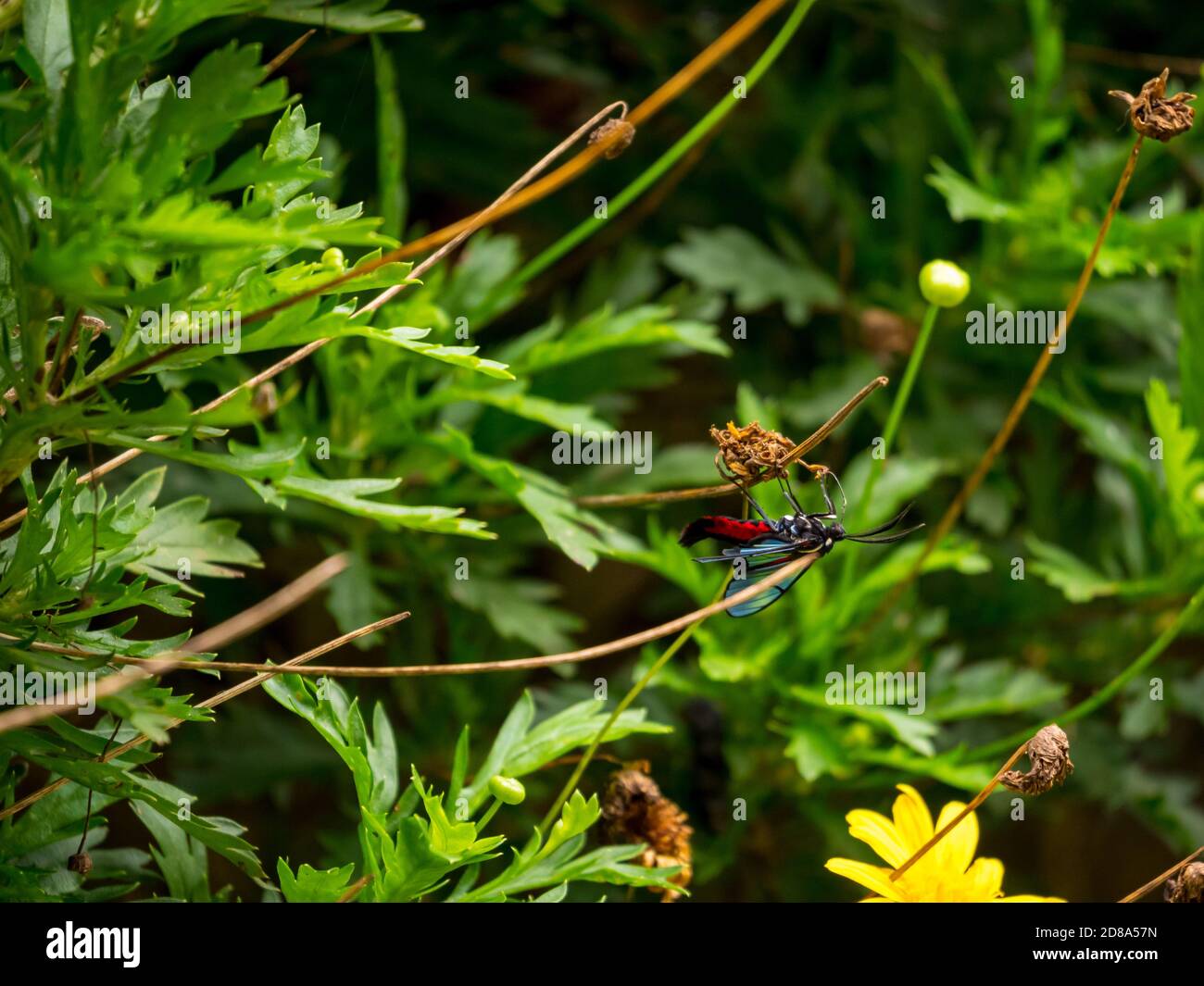 Dinia Eagrus, the Scarlet-Tipped Wasp Mimic Moth Stock Photo - Alamy