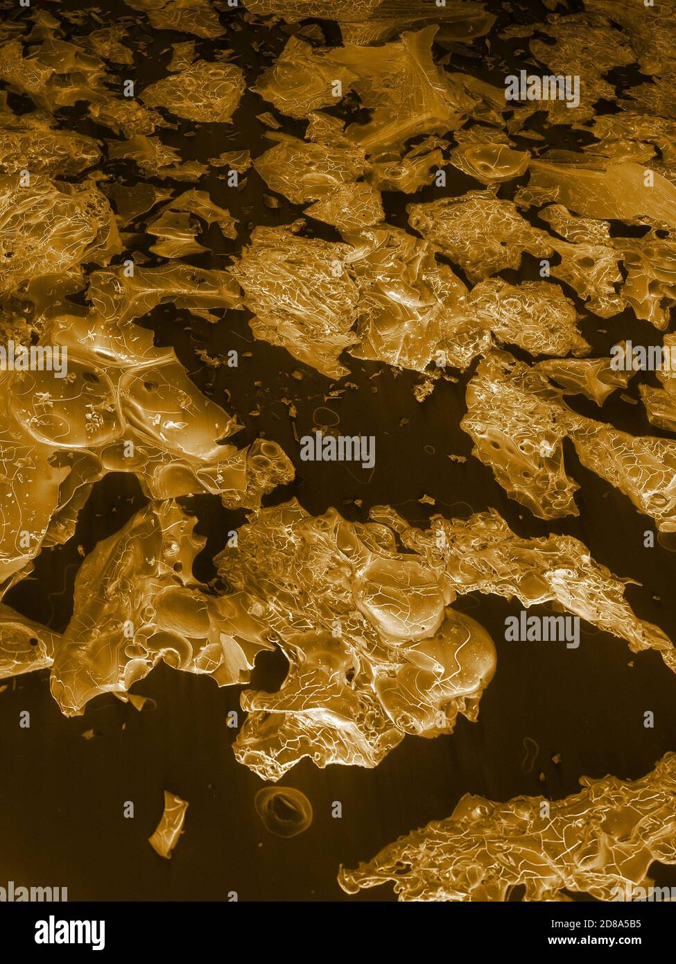 Medium roasted coffee bean imaged by scanning electrom microscope Stock ...