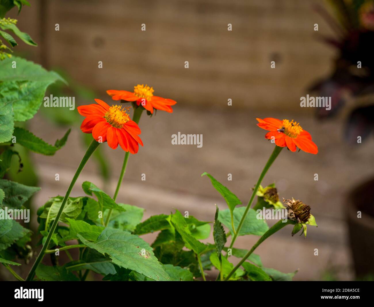 Flower with Orange Petals Similar to a Daisy Stock Photo - Alamy