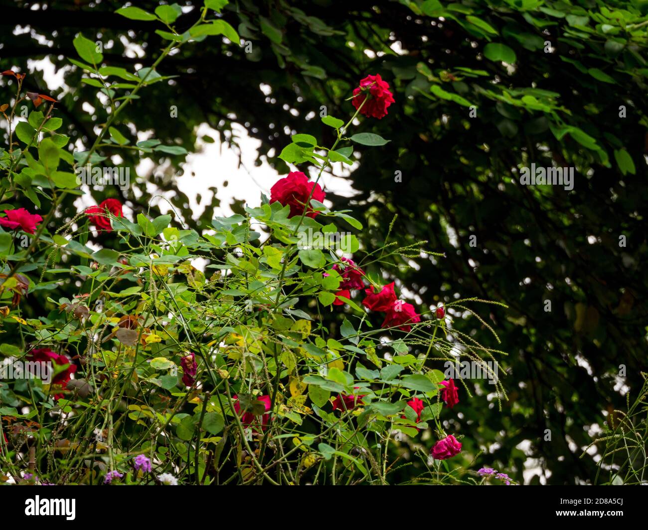 Rose bengal crimson hi-res stock photography and images - Alamy