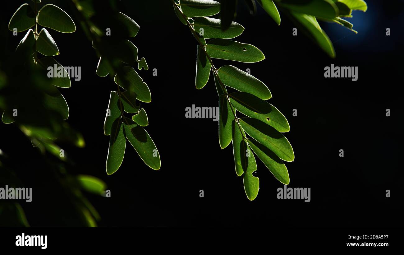 The green leaves in the light and shadow Stock Photo - Alamy