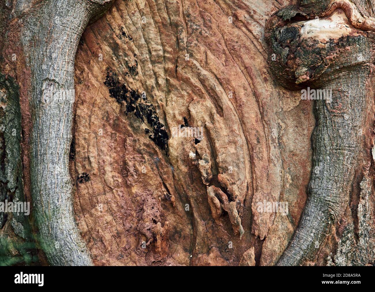 Decaying wooden stump hi-res stock photography and images - Alamy