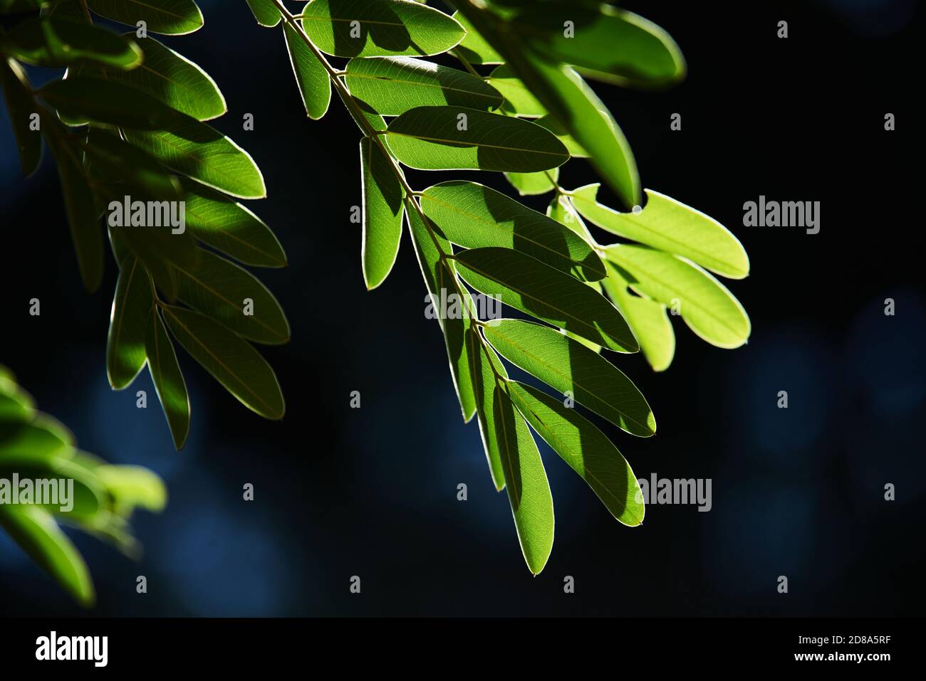 The green leaves in the light and shadow Stock Photo - Alamy