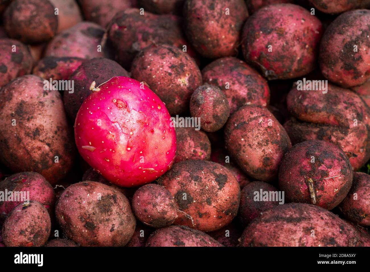 One washed red potato on dirty ones. Freshly dug red potatoes on the ...