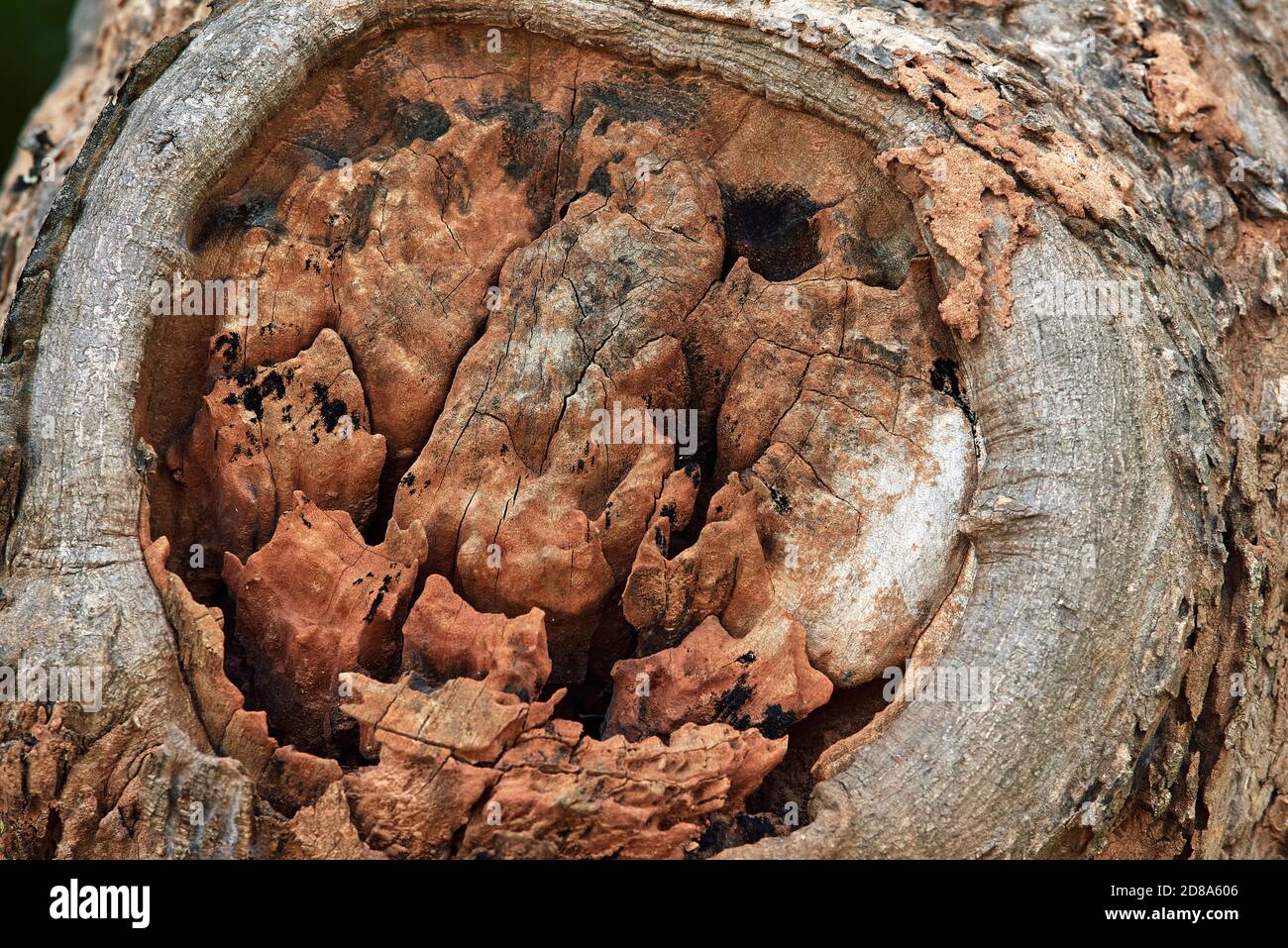 Close-up view of the decaying tree trunk Stock Photo - Alamy