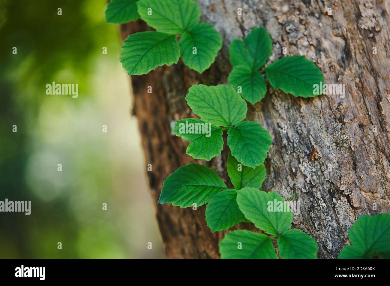 Fresh green leaves of the ivy on the tree trunk Stock Photo - Alamy
