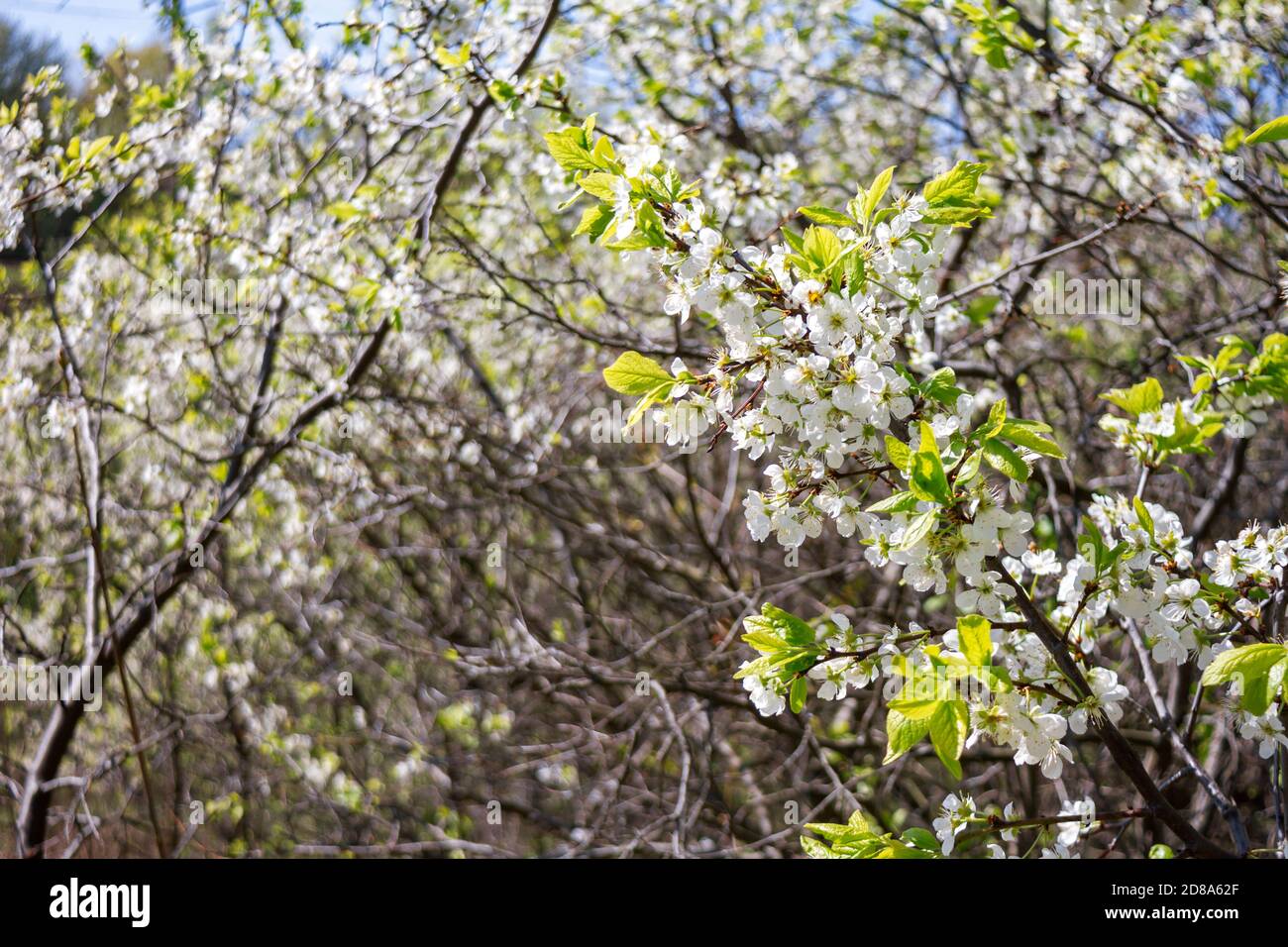 Beautiful spring blossoming plum tree with low dof Stock Photo - Alamy