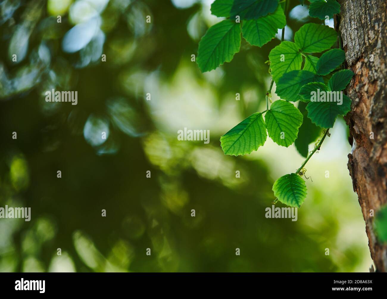 Fresh green leaves of the ivy on the tree trunk Stock Photo - Alamy