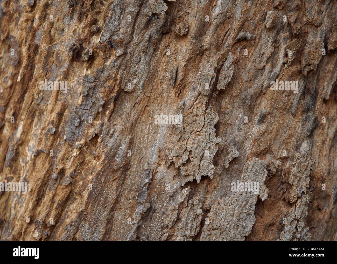 Cracked tree bark hi-res stock photography and images - Alamy