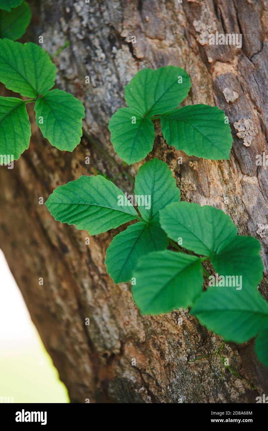 Fresh green leaves of the ivy on the tree trunk Stock Photo - Alamy