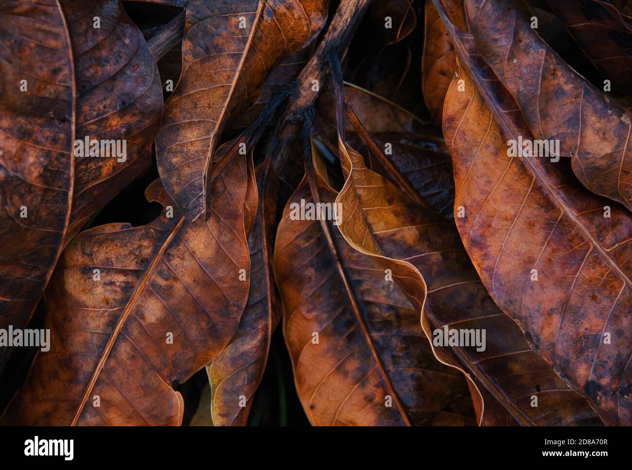 The vivid color look of the dried leaves after the rain Stock Photo - Alamy