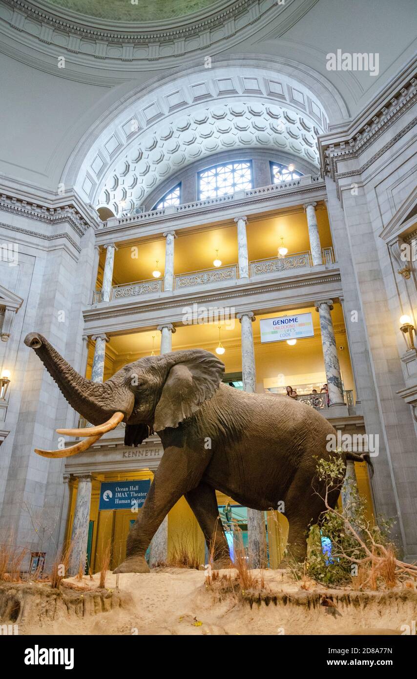 Smithsonian collection natural history hi-res stock photography and ...