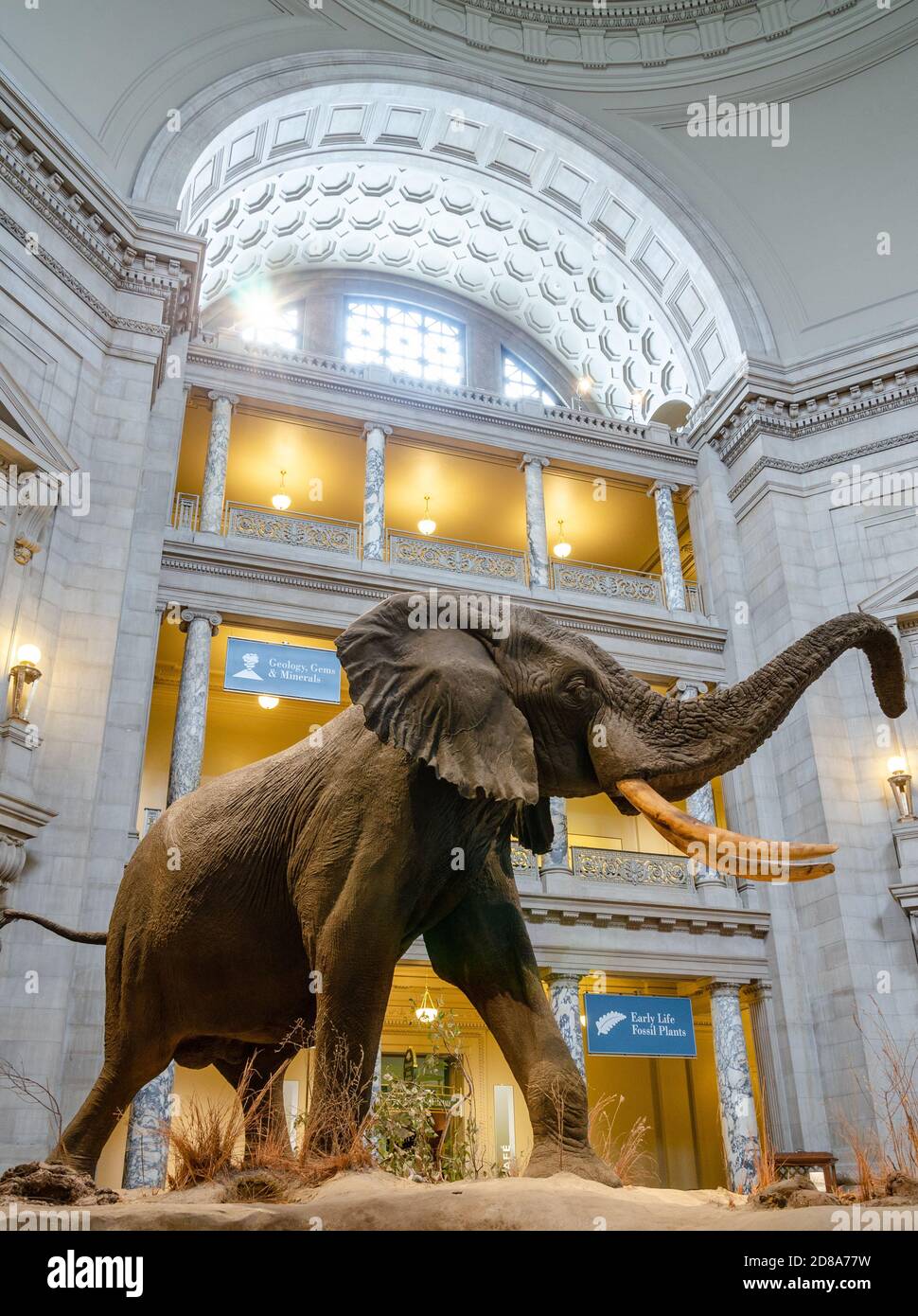 Smithsonian collection natural history hi-res stock photography and ...