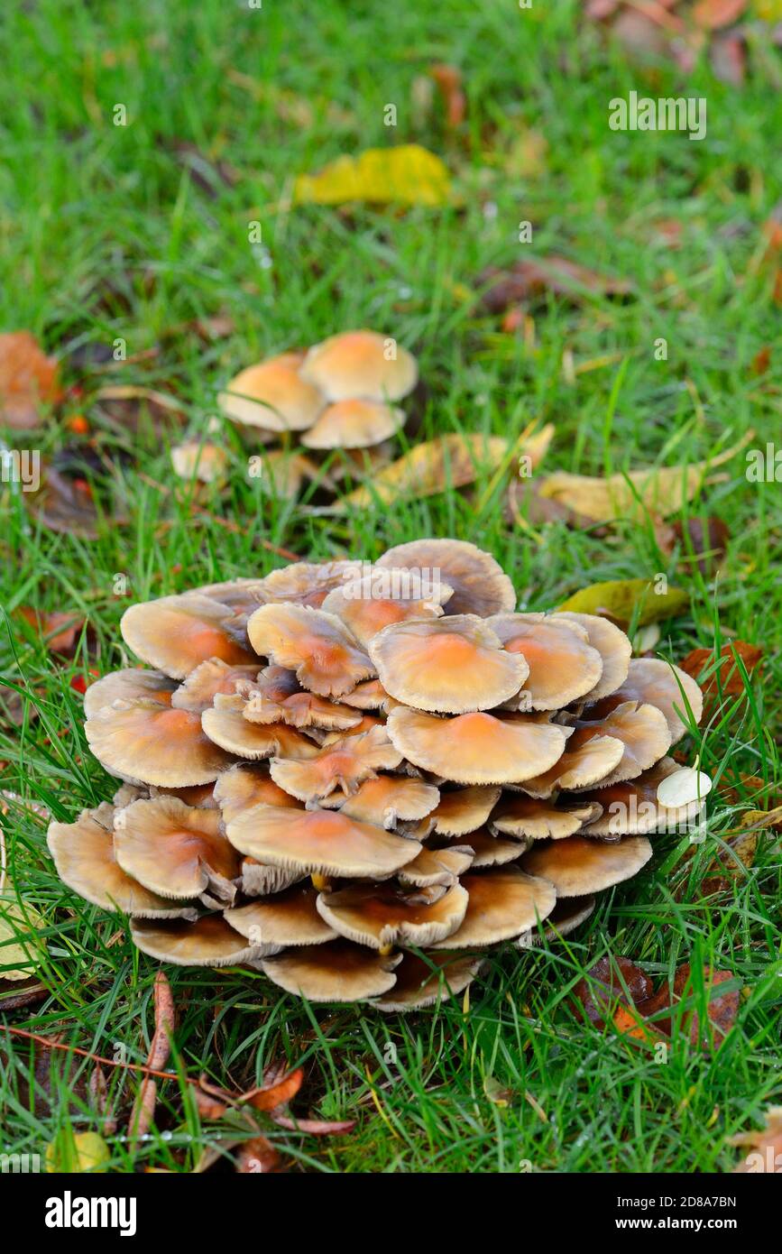 Honey Fungus / Bootlace Fungus (Armillaria mellea) growing on tree ...
