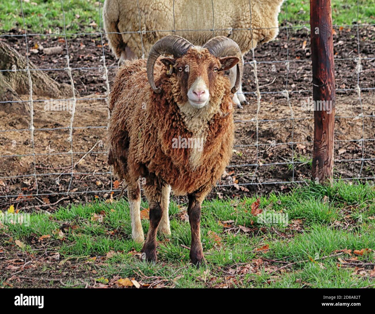 Rare breed sheep hi-res stock photography and images - Alamy