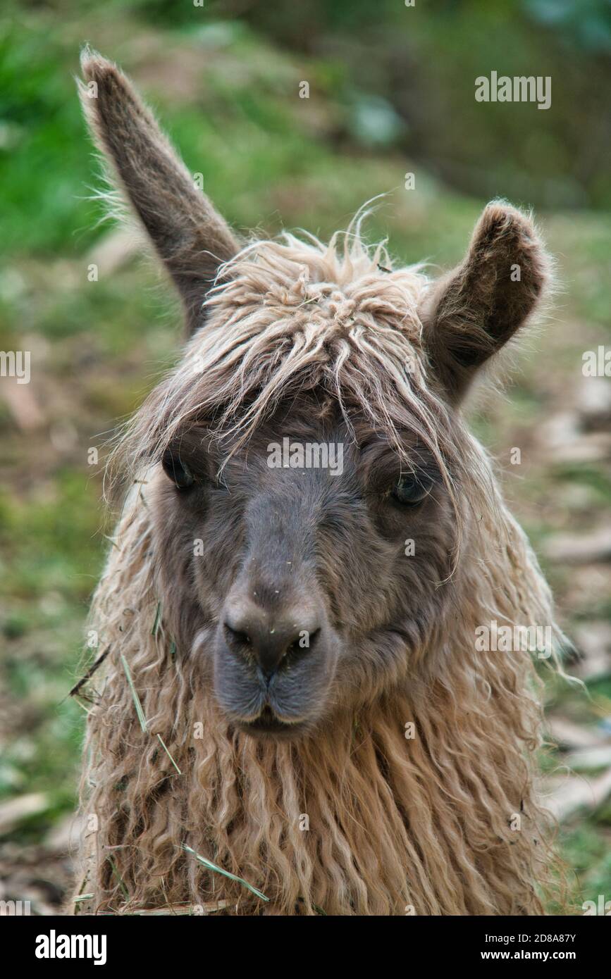 closeup of a lama's head Stock Photo - Alamy