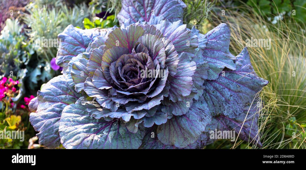 Beautiful display of ornamental kale and Mexican feather grass Stock ...
