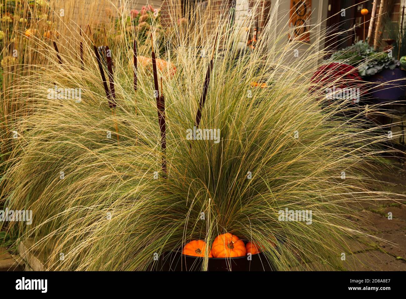 Mexican feather grass hi-res stock photography and images - Alamy