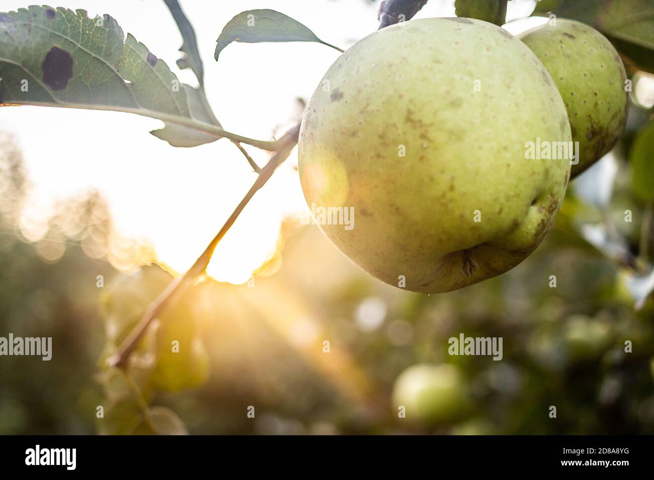 Closeup shot of growing apples on trees under the sunlight Stock Photo ...
